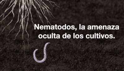 Nematodos, la amenaza oculta de los cultivos | Mi Cultivo con Bayer