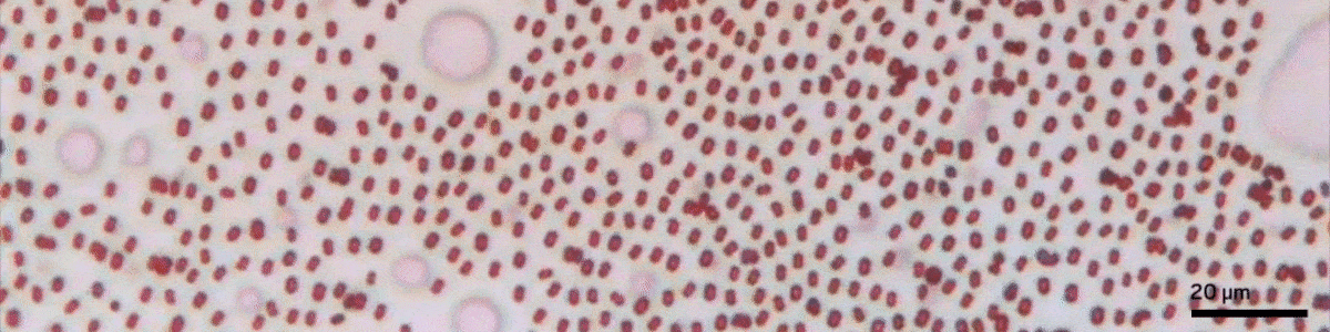Swarms of microrobots show there is power in numbers
