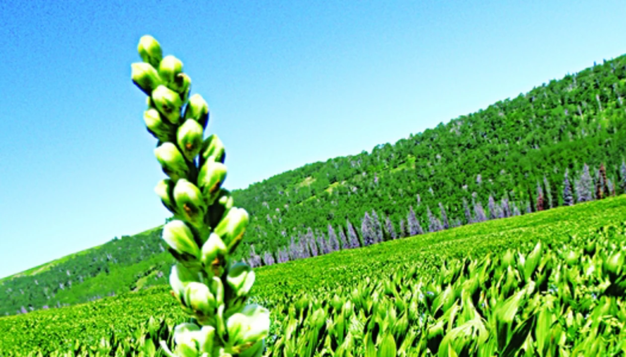 Biotech Firm Seeks Corn Lily Supplies