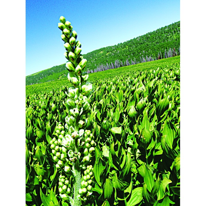 Biotech-Firm-Seeks-Corn-Lily