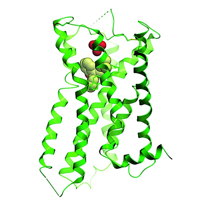Histamine-receptor-structure-revealed