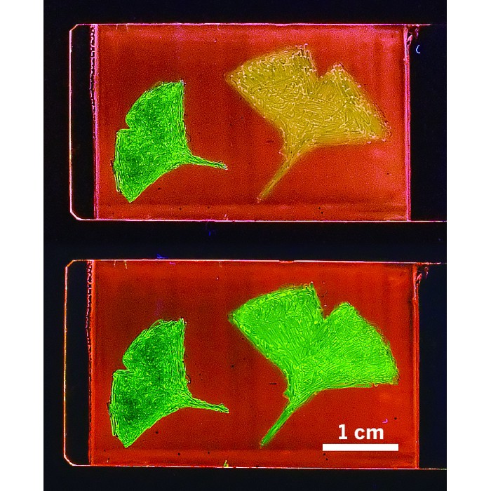 Liquid-Crystal-Shines-Three-Colors