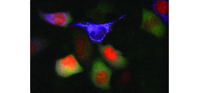 Ca2-Indicators-Show-New-Colors