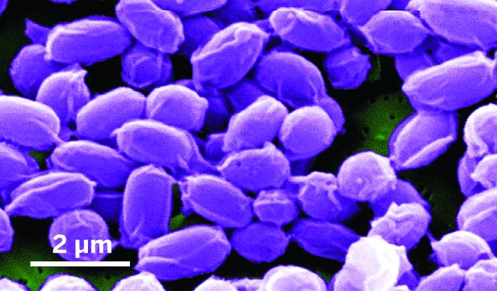 Local-Storage-Urged-Anthrax-Meds