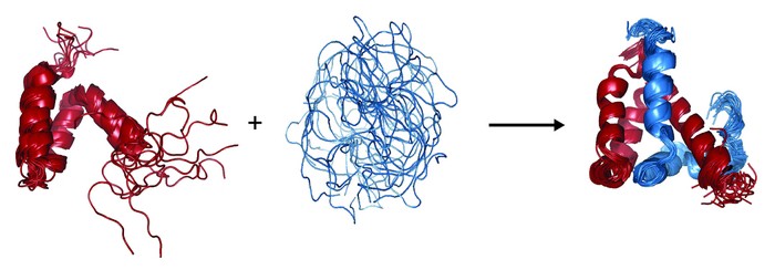 Mass-Spec-Maps-Disordered-Proteins