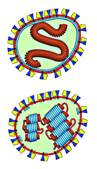 Rubeola Virus Microscope