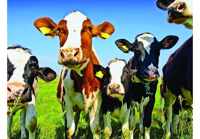 FDA-Limits-Antibiotics-Farm-Animals