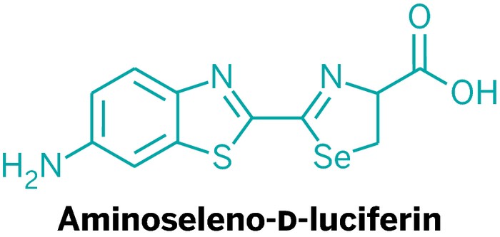 Selenium-Makes-Luciferin-Glow-Red