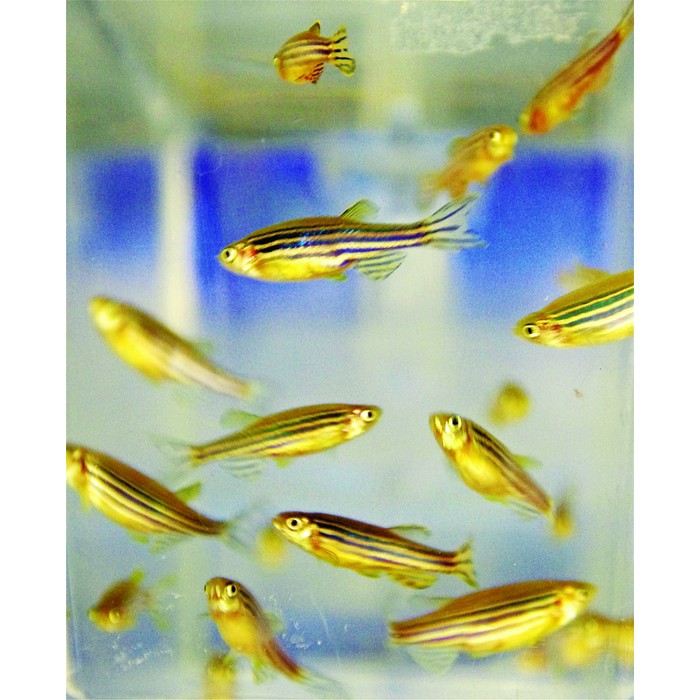 Chondroitins-Freak-Fish