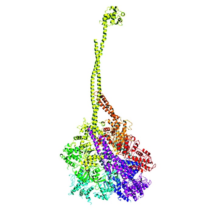 High-Definition-Dynein