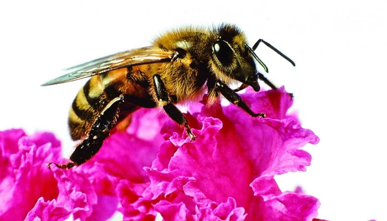 Bee Deaths And Seed Treatments