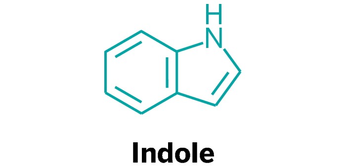 Indole-Triggers-Bacterial-Persistence