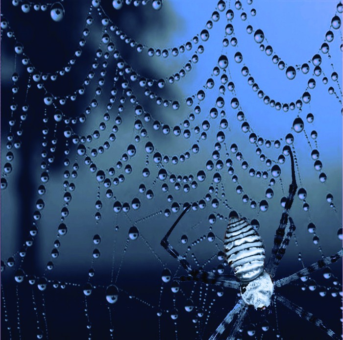 Water Spider Web Raindrops On A Spider Web, New Zealand By Andy