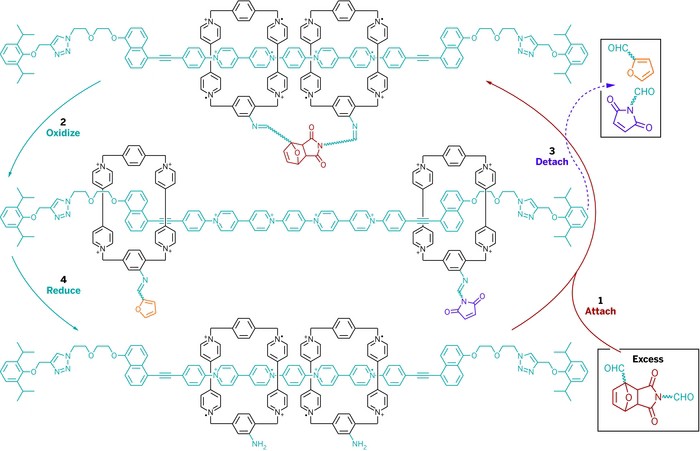 Rethinking-Molecular-Machines