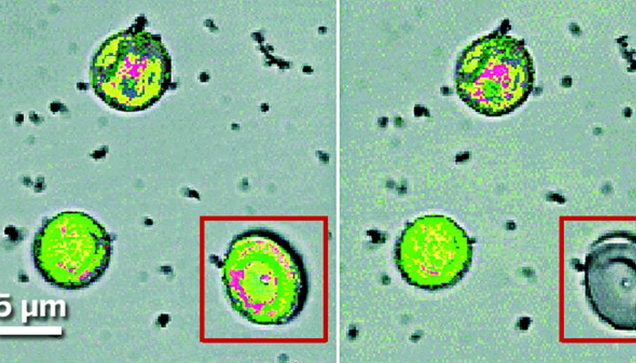Red Blood Cells Release Cargo On Demand