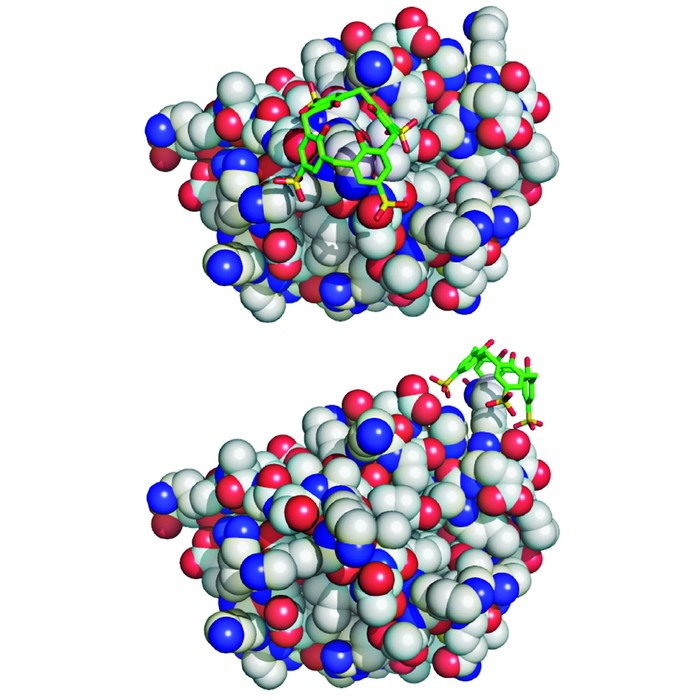 Calixarenes-Roam-Proteins-Surface