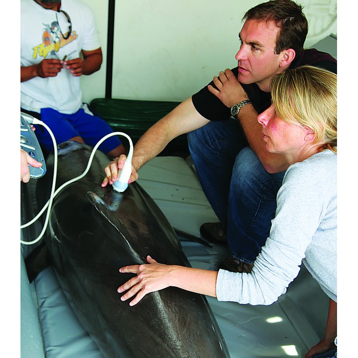 Marine-Mammal-Health