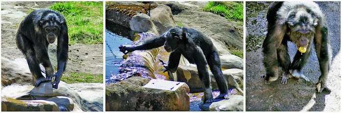 Cheeky-Chimp-Neuroscience-Choking