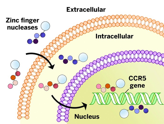 Zinc-Finger-Agents-Enter-Cells