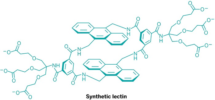 Simple-Synthetic-Lectin-Binds-Glucose