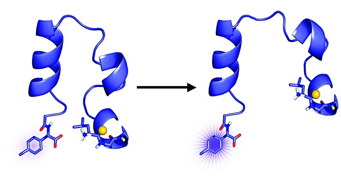 Tweaks-Boost-Protein-Stability