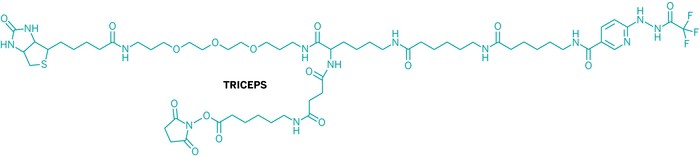 Trifunctional-Reagent-Identifies-Ligand-Receptor