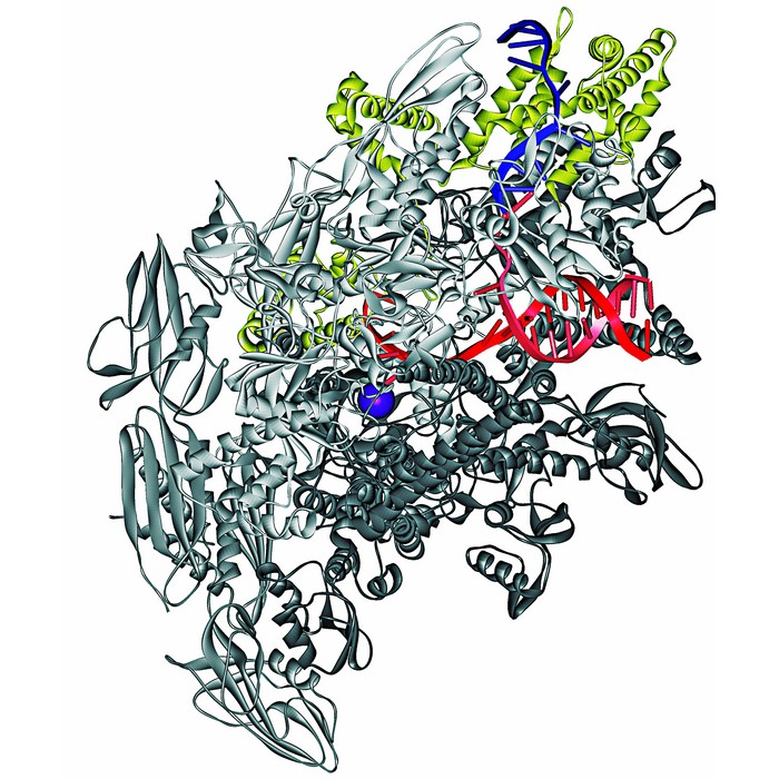 Transcription-Initiation-Complex-Analyzed