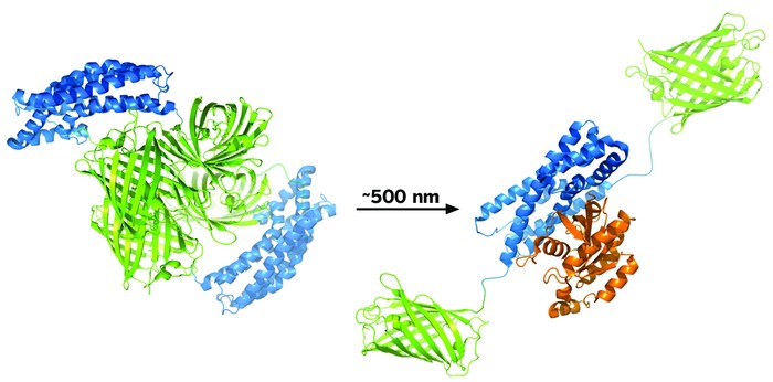Velcro-Like-Protein-Both-Activates