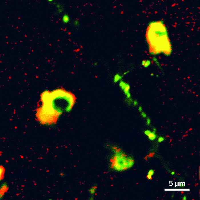 CARS-Microscopy-New-Window-Geochemistry