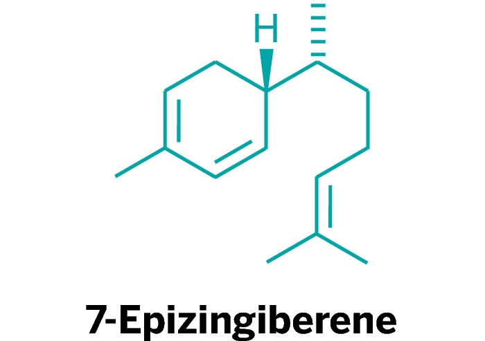 Tomato-Defense-Weapons