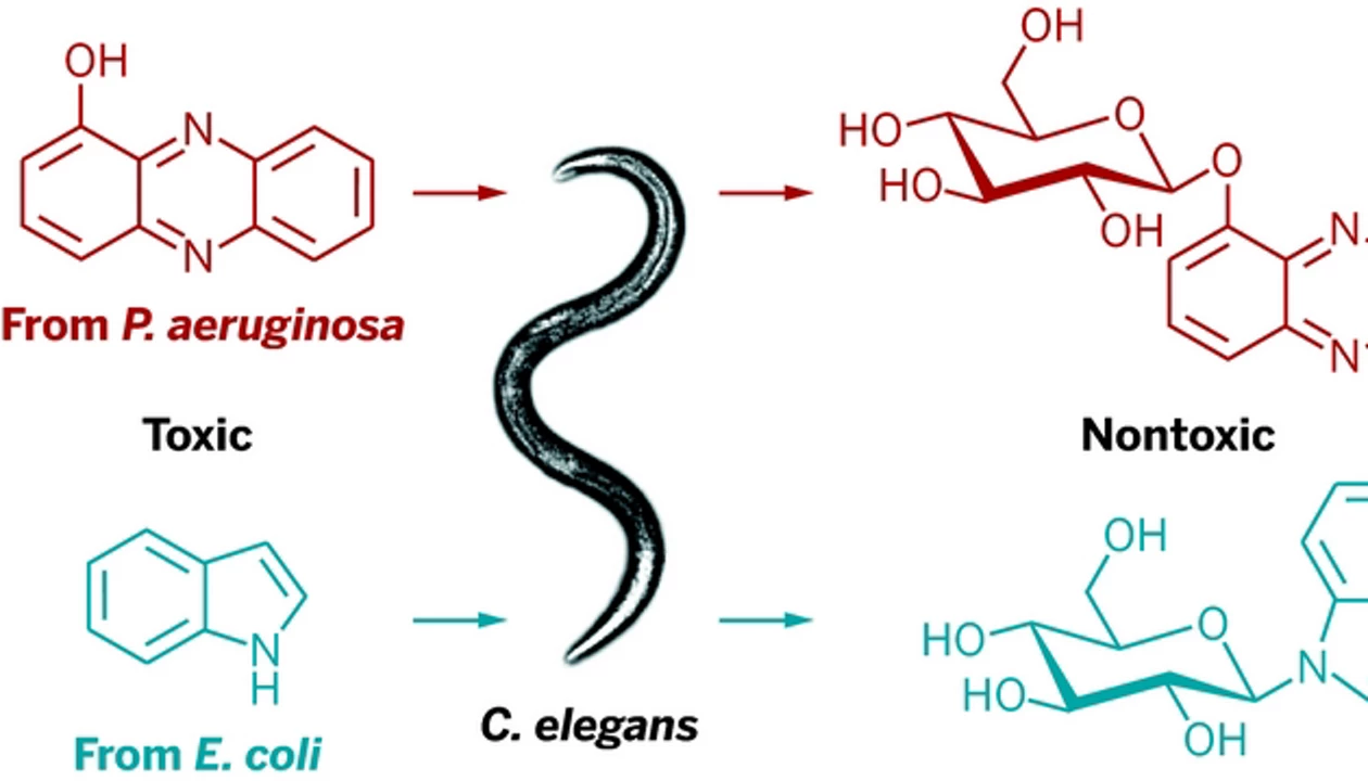 Worm Defends Itself By Chemical Detox
