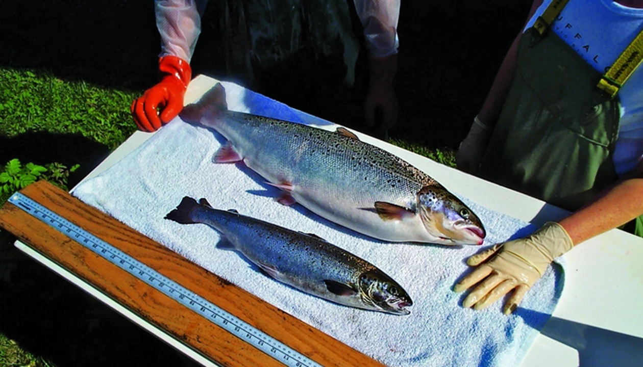 Engineered Salmon Declared Safe By FDA