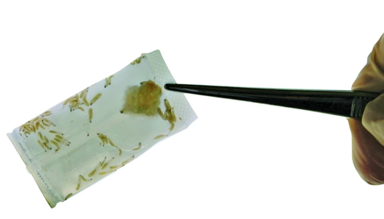 Medical Maggots, Diagnosis By Speed Bump