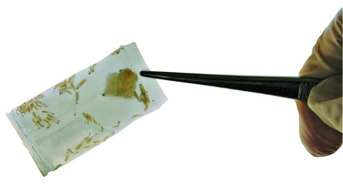 Medical-Maggots-Diagnosis-Speed-Bump