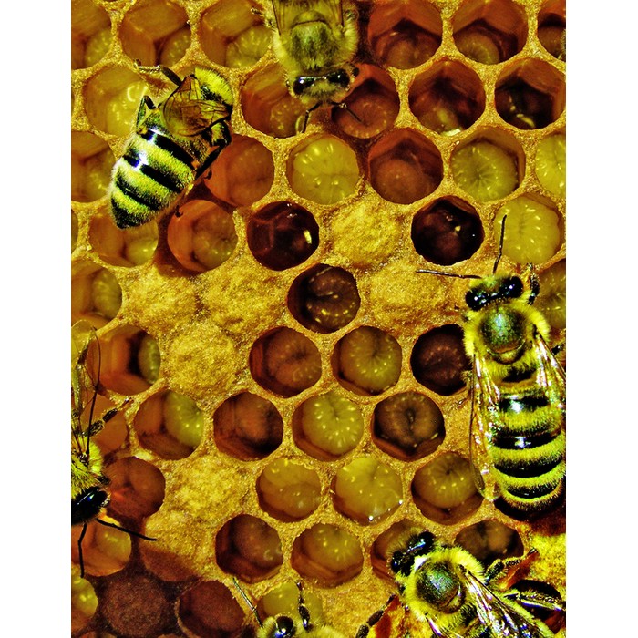 Bee-Study-Prompts-Action