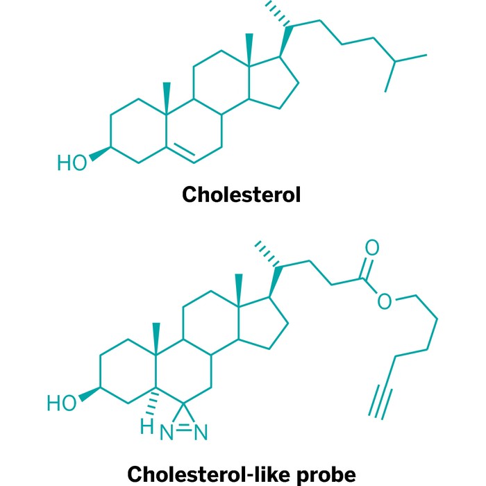 New-Partners-Cholesterol