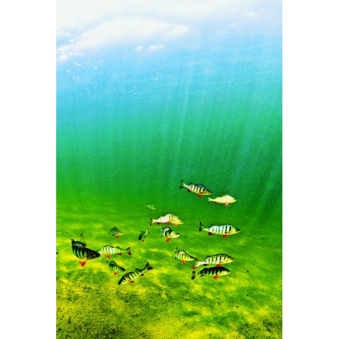 Antianxiety-Drug-Alters-Behavior-Fish
