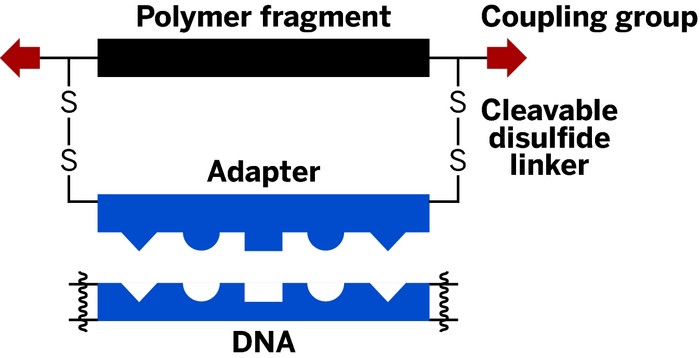 Chemists-Build-Synthetic-Polymers-DNA