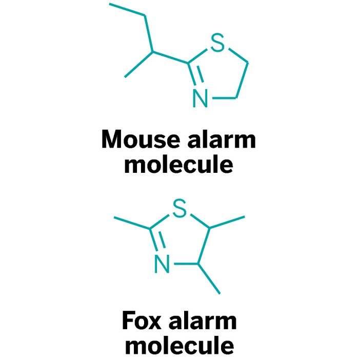 New-Mouse-Fear-Pheromone