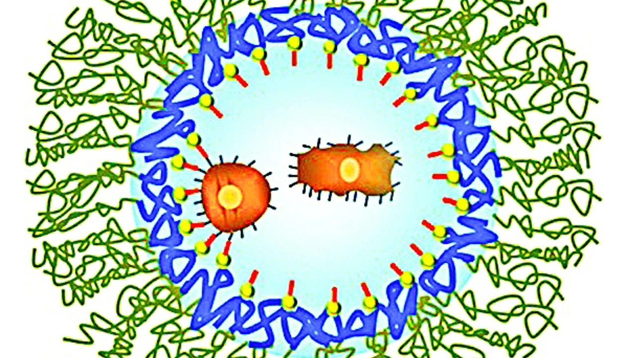 Training Immune Cells