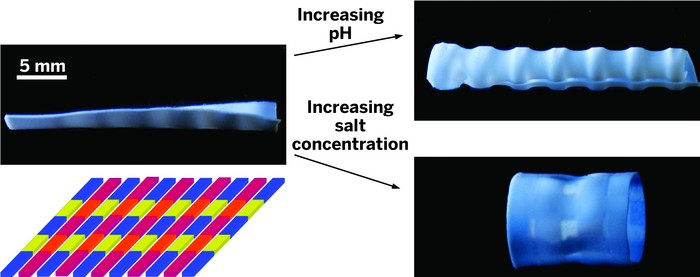 Hydrogels-Take-Multiple-Shapes