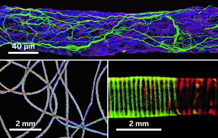 Engineered-Tissue-String