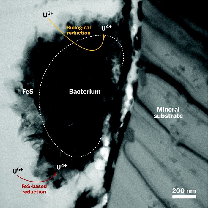 Unusual-Uranium-Species-Found-Contaminated