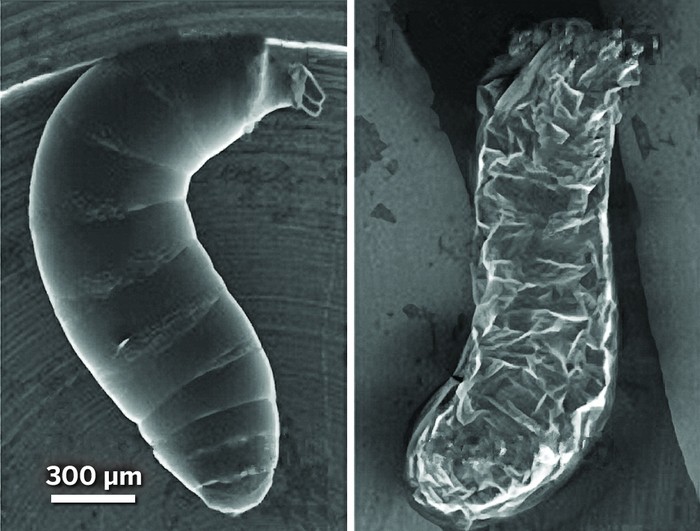 Nanosuit-Protects-Living-Bugs-Vacuum