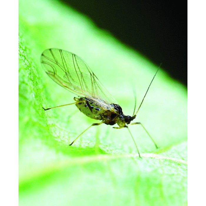 Invading-Ladybugs-Carry-Bioweapons