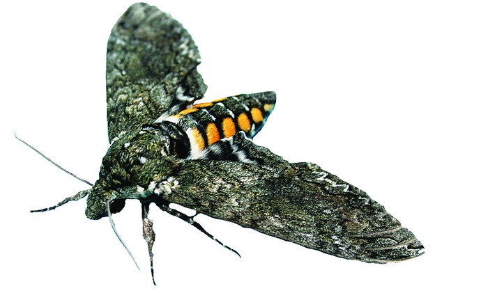 Isomerizing-Saliva-Guides-Moth-Egg