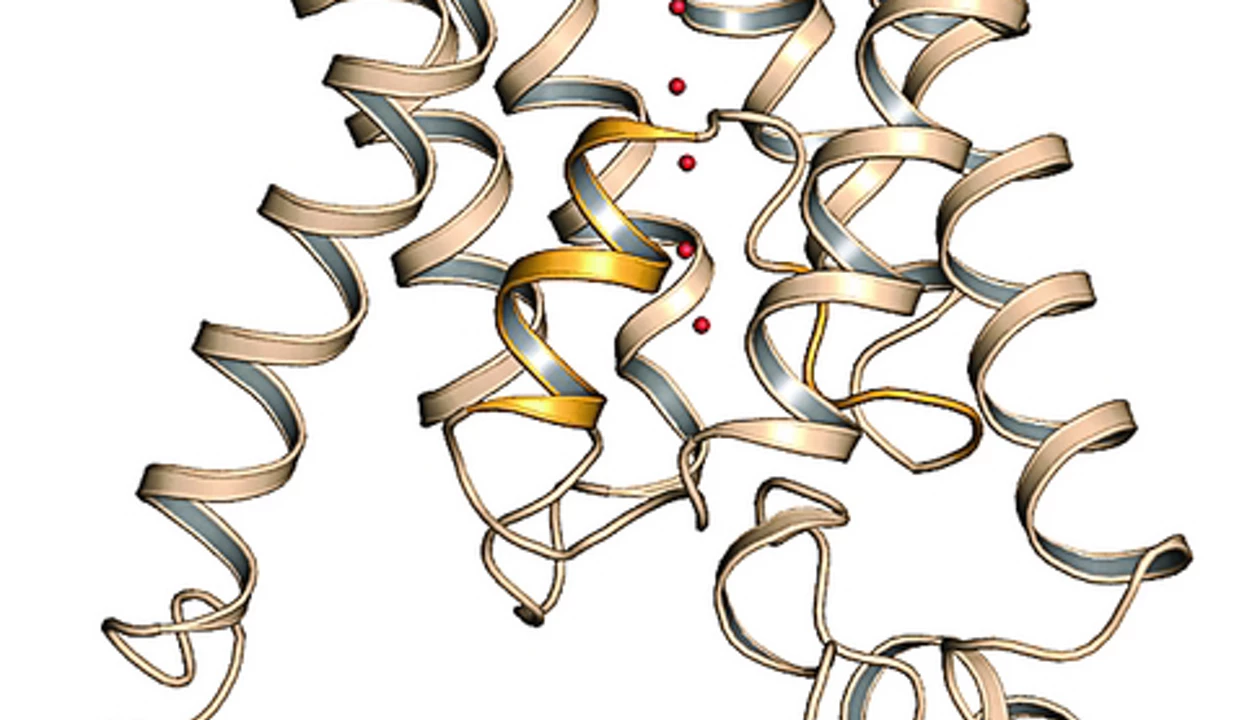 Cell’s Water Channel Gets A Close-Up