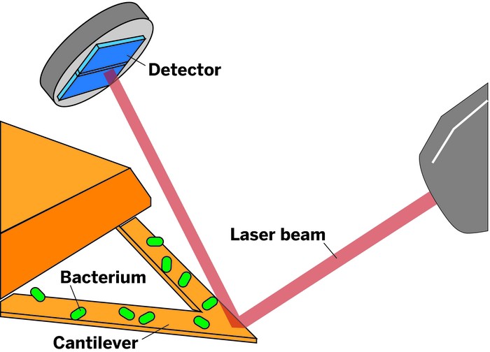Sensor-Detects-Bacteria-Dead-Alive