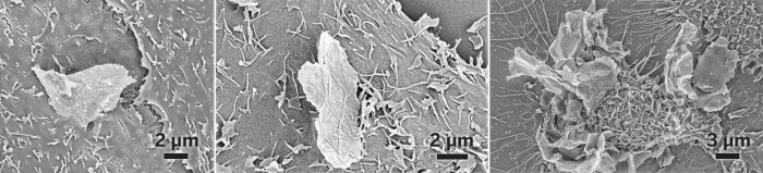 Graphene-Stabs-Cells