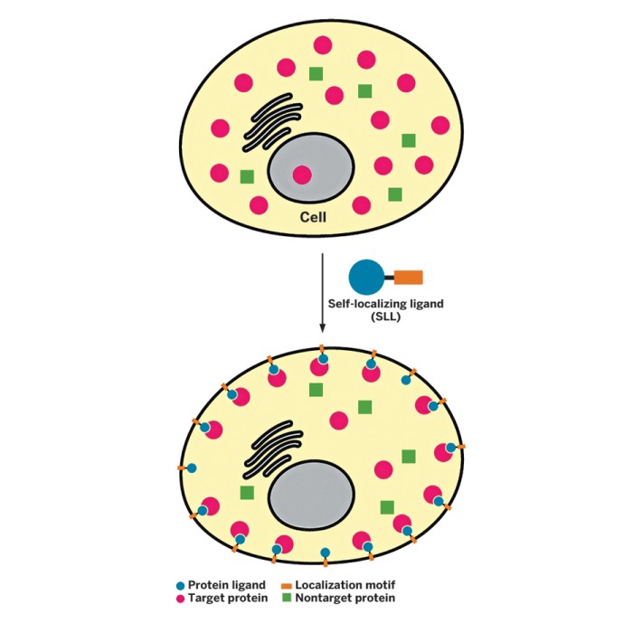 Moving-Vans-Cellular-Proteins